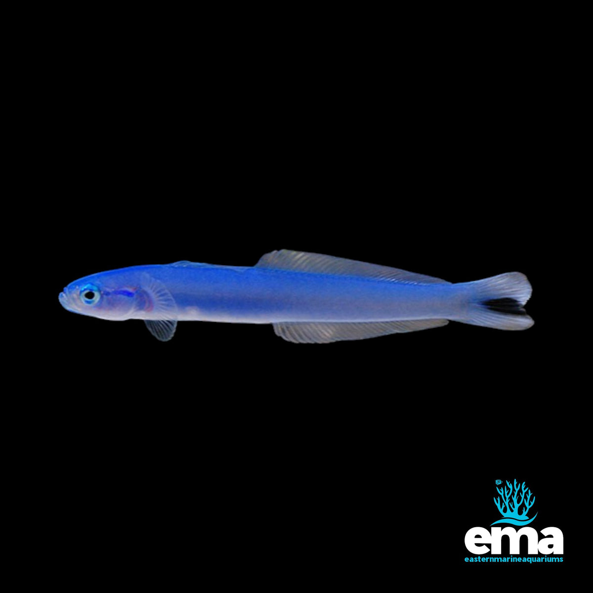 Blue Gudgeon Dartfish – EasternMarine Aquariums