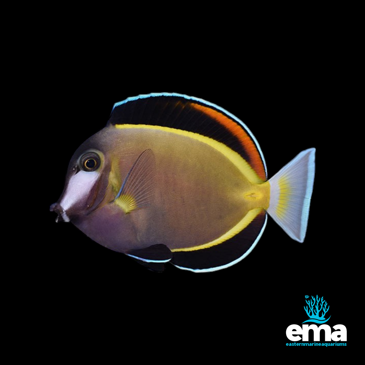 Powder Brown Tang Surgeonfish | EasternMarine Aquariums