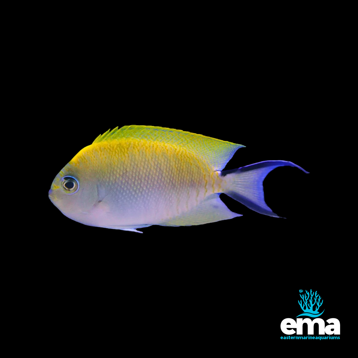 Japanese Swallowtail Angelfish (Female) – EasternMarine Aquariums