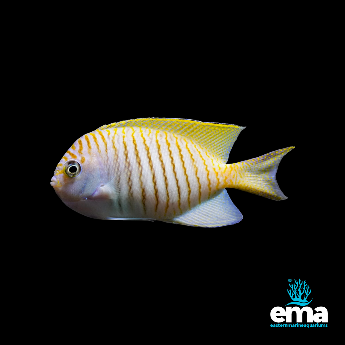 Japanese Swallowtail Angelfish (Male) – EasternMarine Aquariums