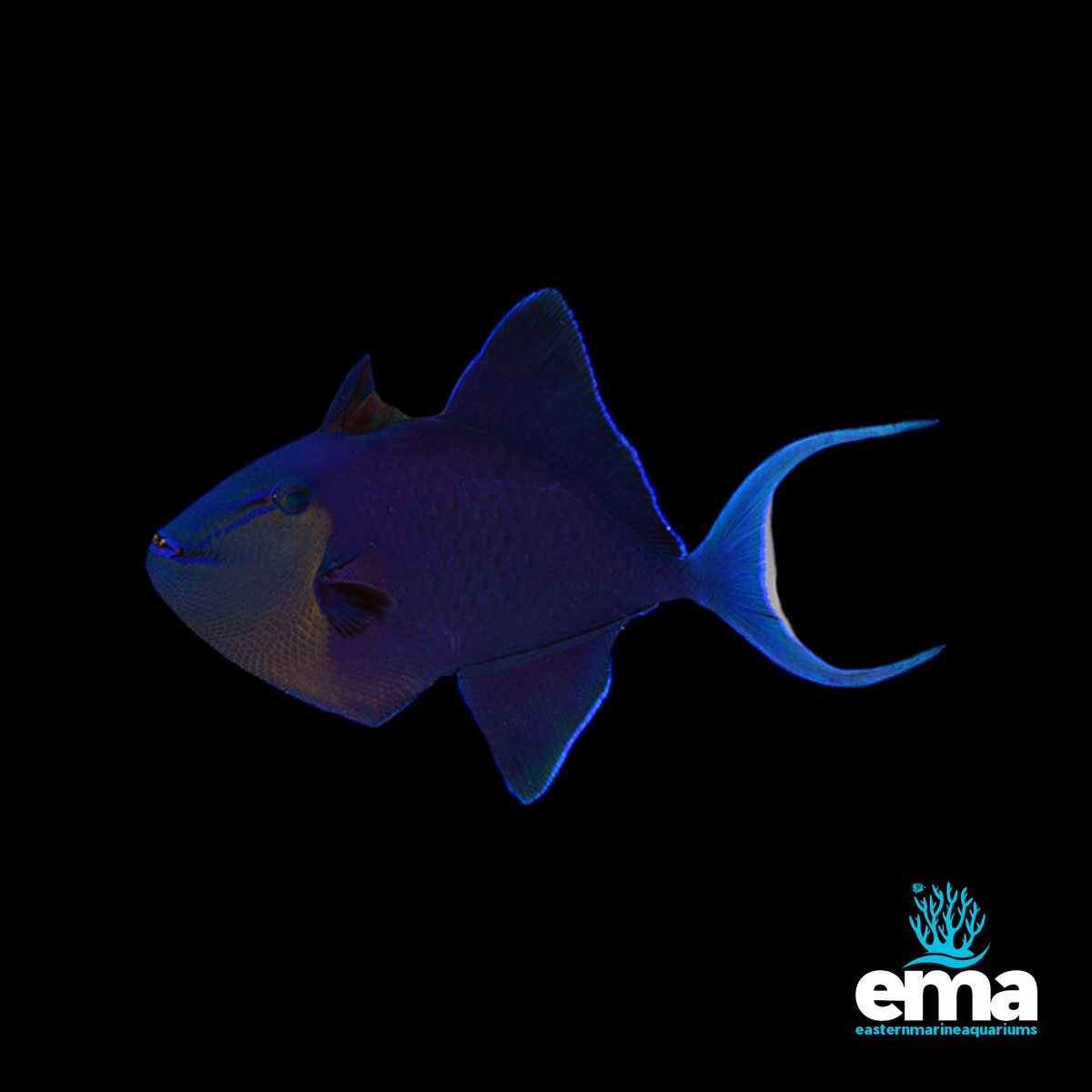 Niger Triggerfish – EasternMarine Aquariums