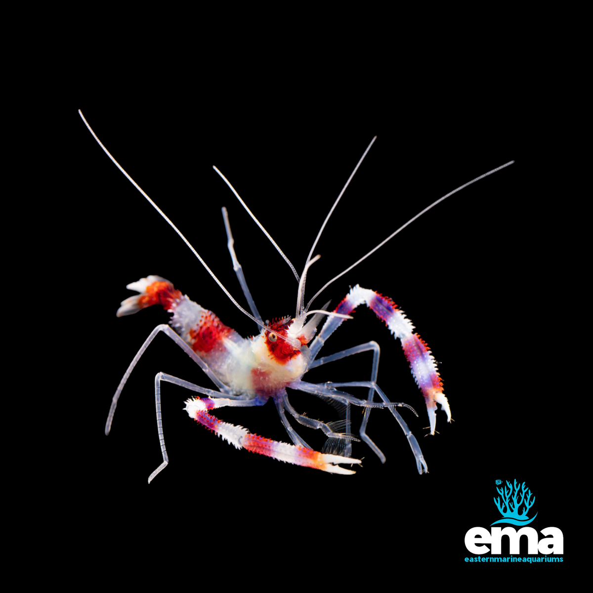Banded Coral Shrimp – EasternMarine Aquariums