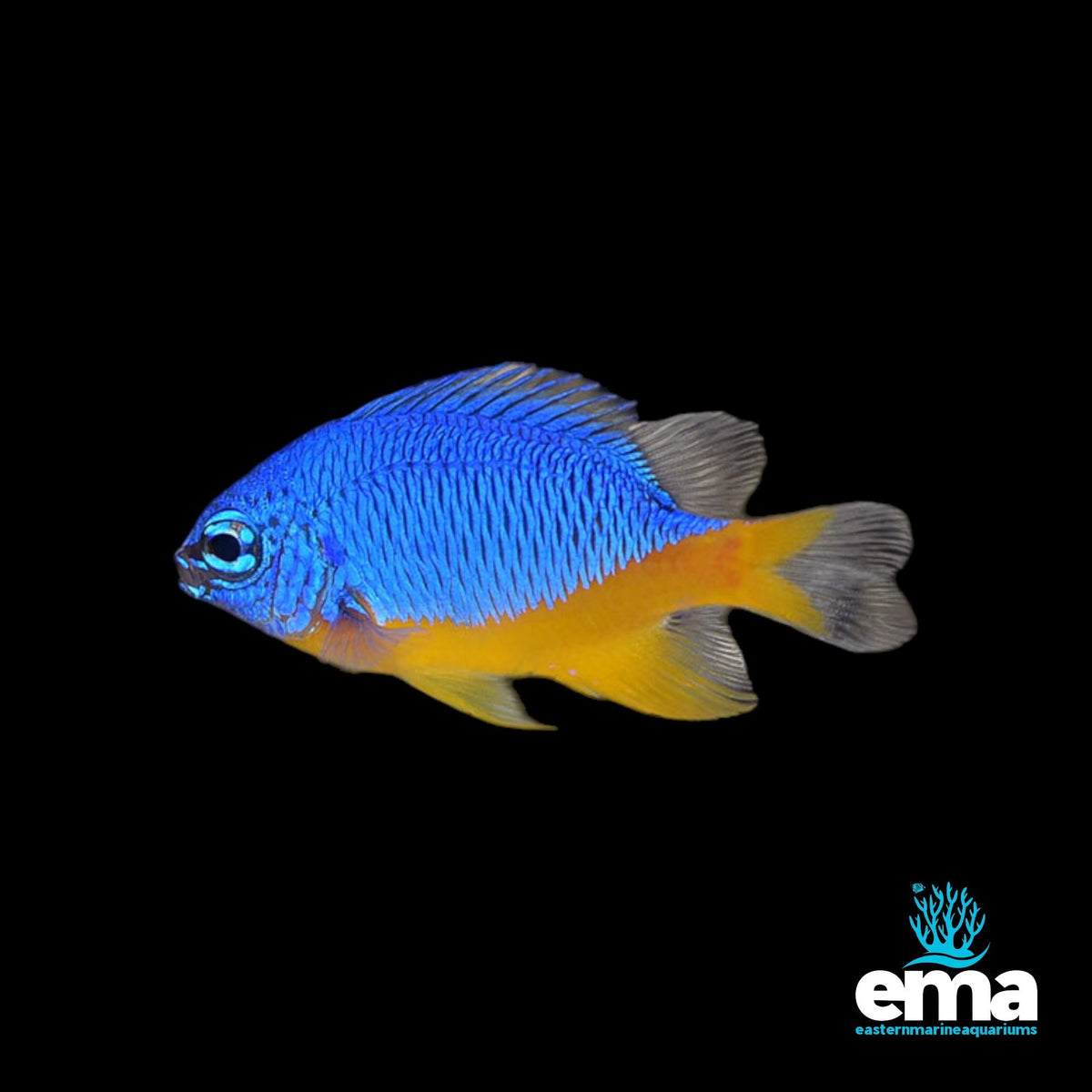Azure Damselfish – EasternMarine Aquariums