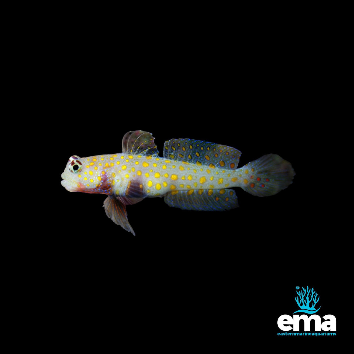 Orange Spotted Goby – EasternMarine Aquariums