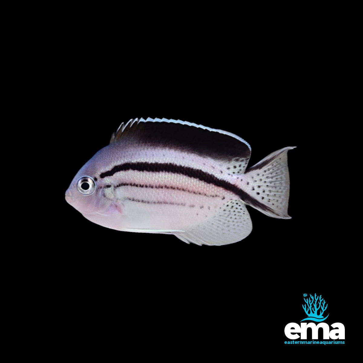 Angelfish Reef Safe – EasternMarine Aquariums