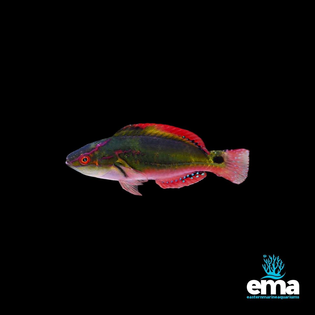 Exquisite Fairy Wrasse – EasternMarine Aquariums