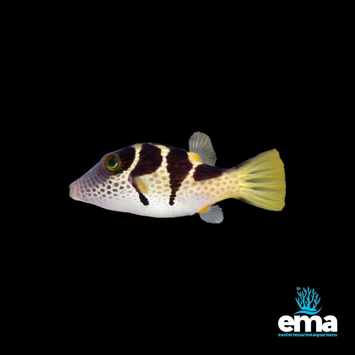 Saddle Valentini Puffer – EasternMarine Aquariums