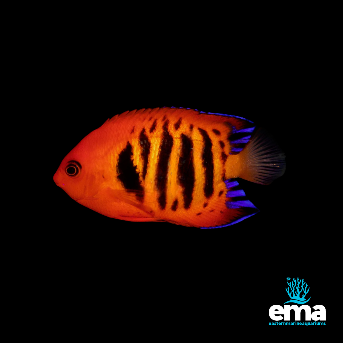 Flame Angelfish – EasternMarine Aquariums