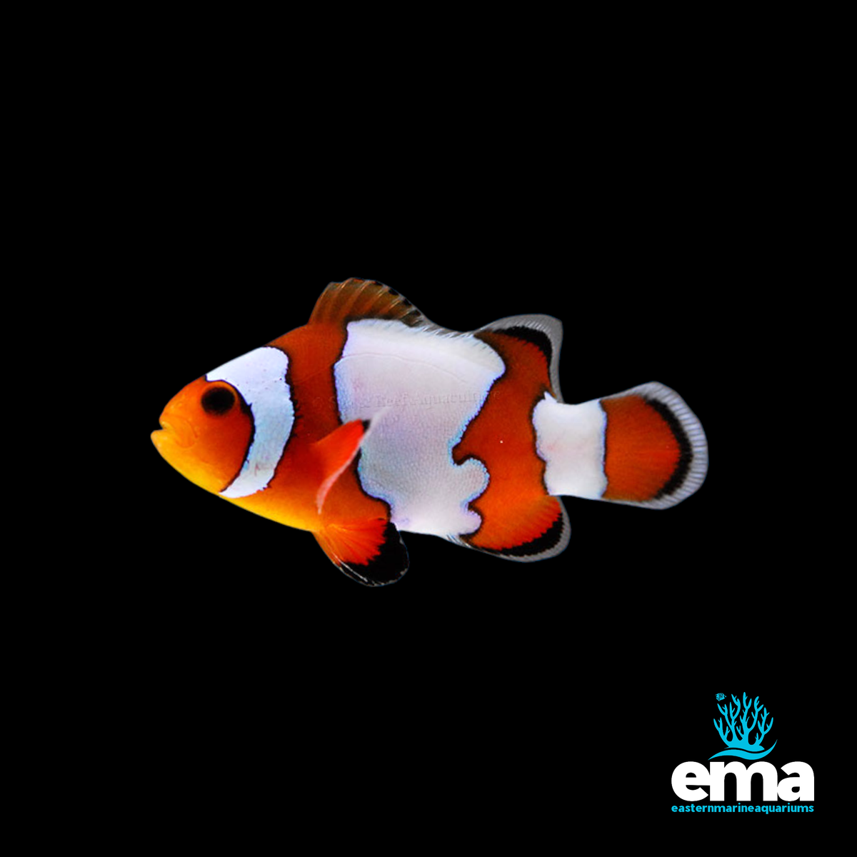 Snowflake Clownfish – EasternMarine Aquariums