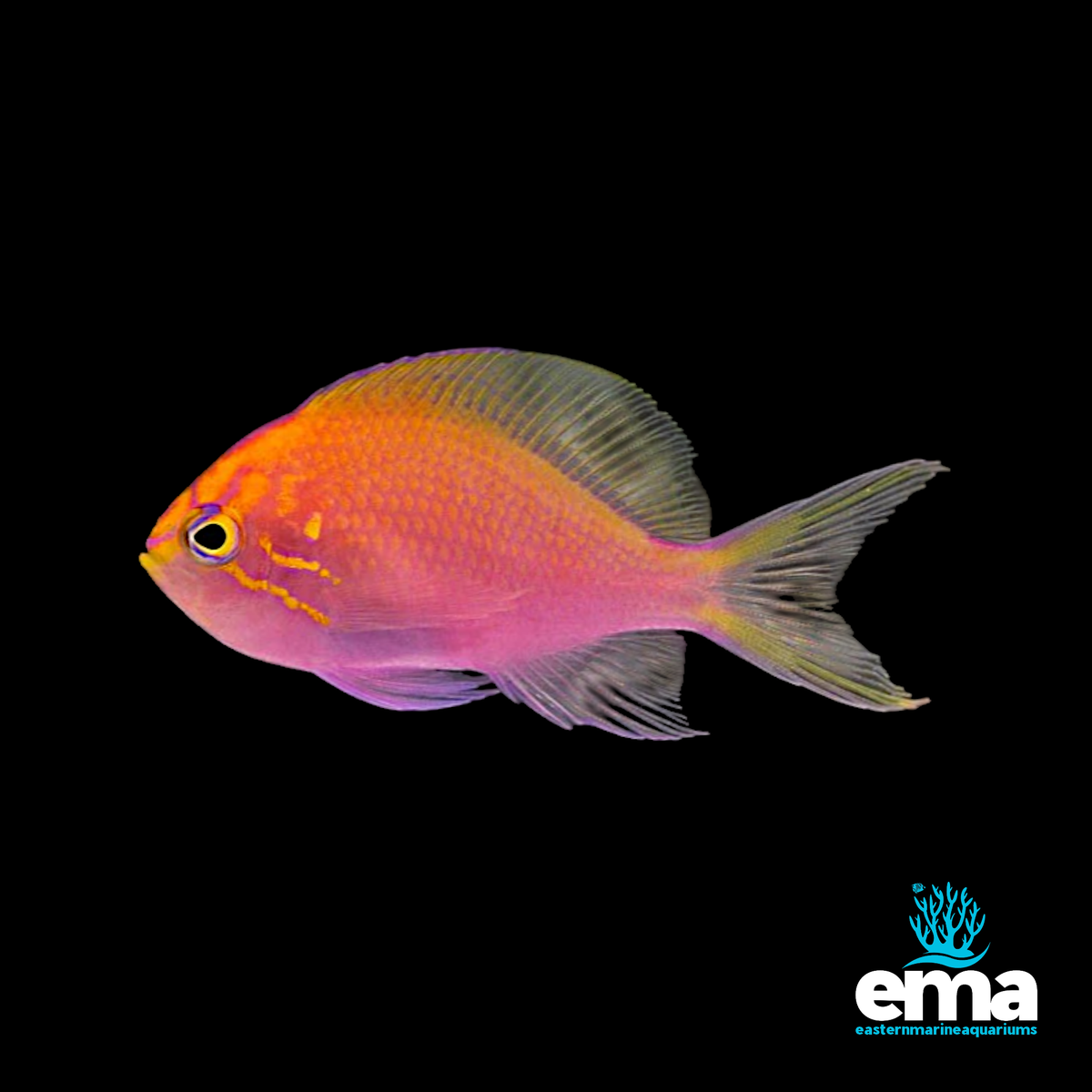 Fathead Sunburst Anthias – EasternMarine Aquariums