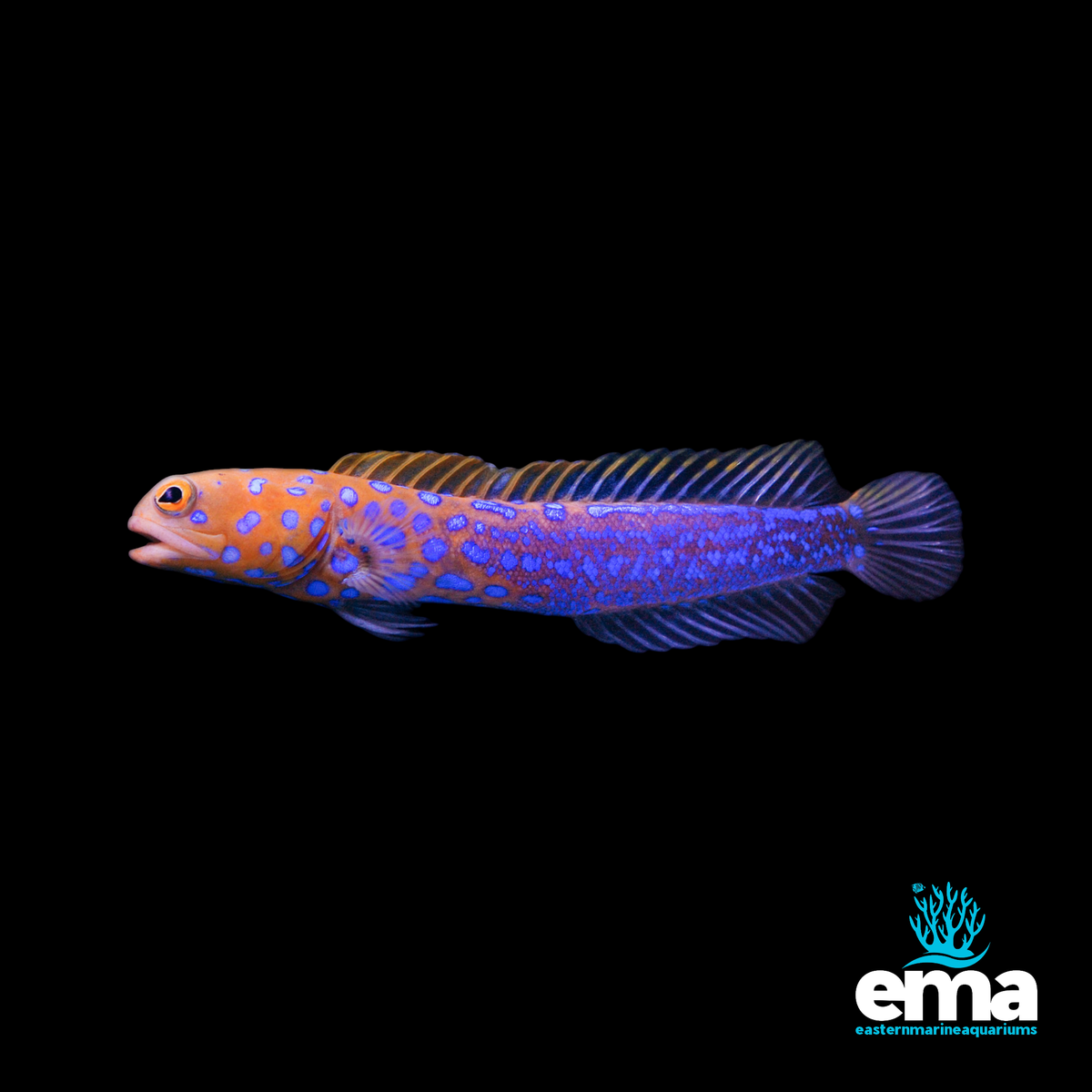 Mexican Blue Spot Jawfish – EasternMarine Aquariums