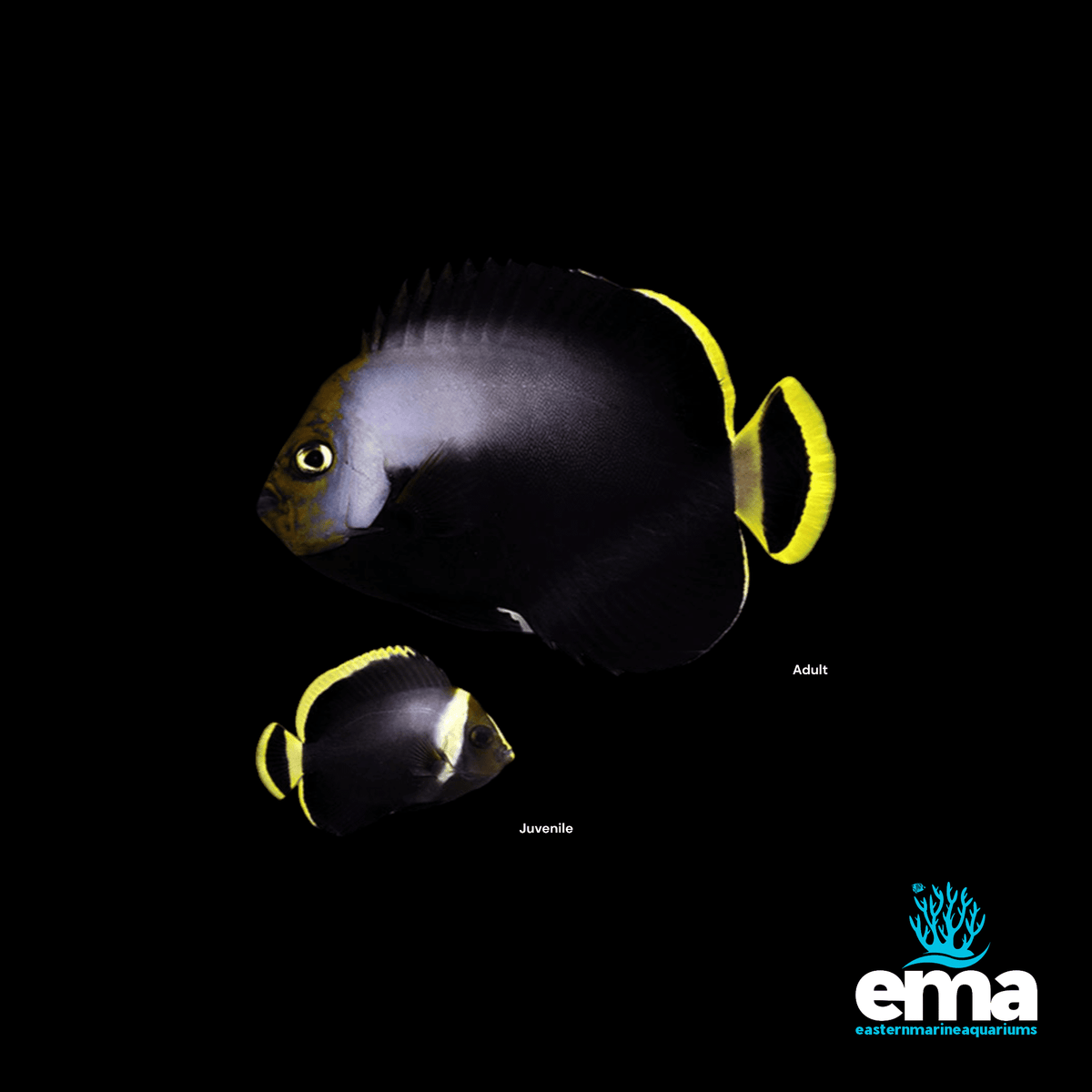 Gray Poma Angelfish – EasternMarine Aquariums