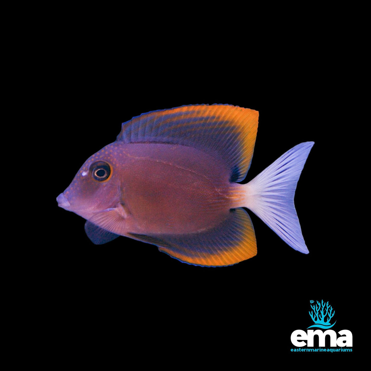Bristletooth Tomini Tang – EasternMarine Aquariums