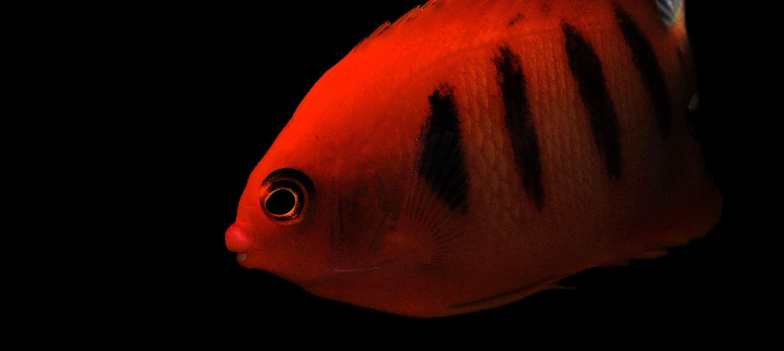 EasternMarine Aquariums | NZ's #1 Marine Fish & Coral Store