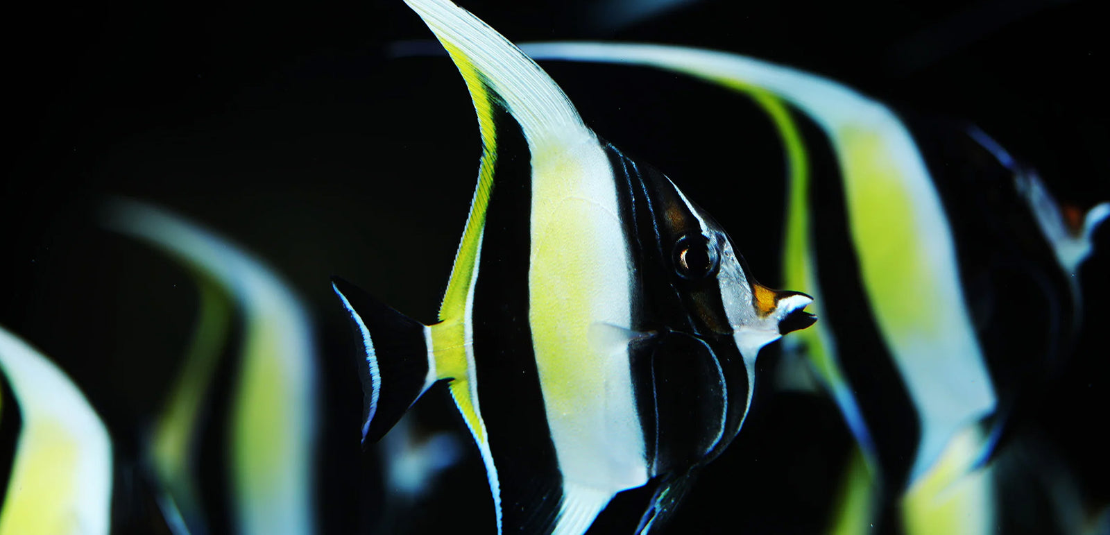 EasternMarine Aquariums | NZ's #1 Marine Fish & Coral Store