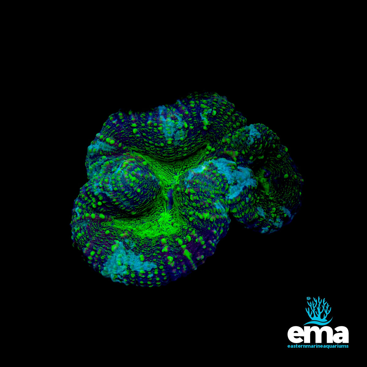Nuclear Green Acan Pachy – EasternMarine Aquariums